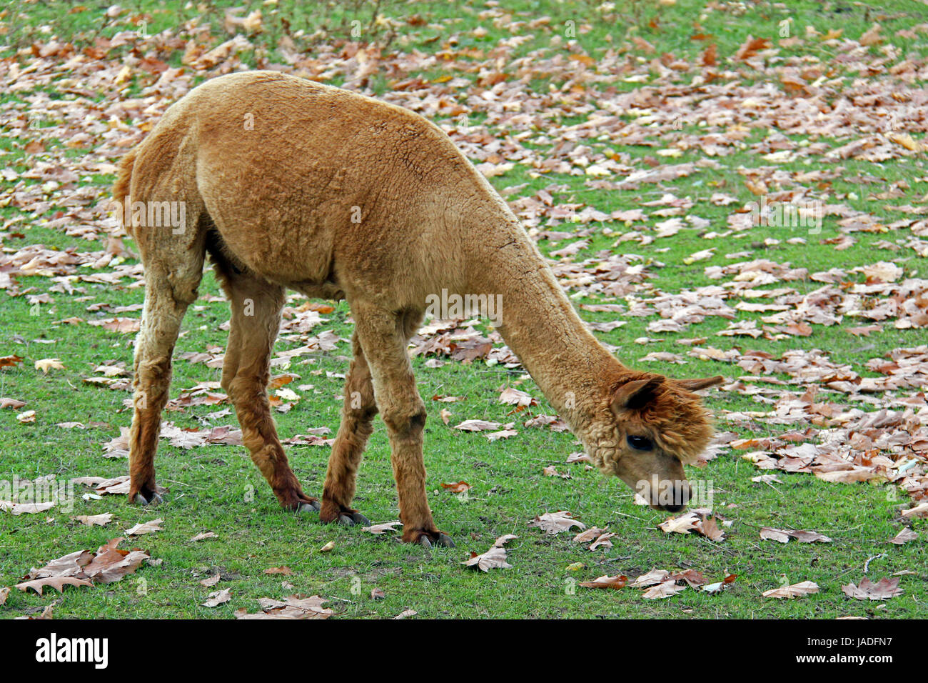 autumn foliage farm animal Stock Photo - Alamy