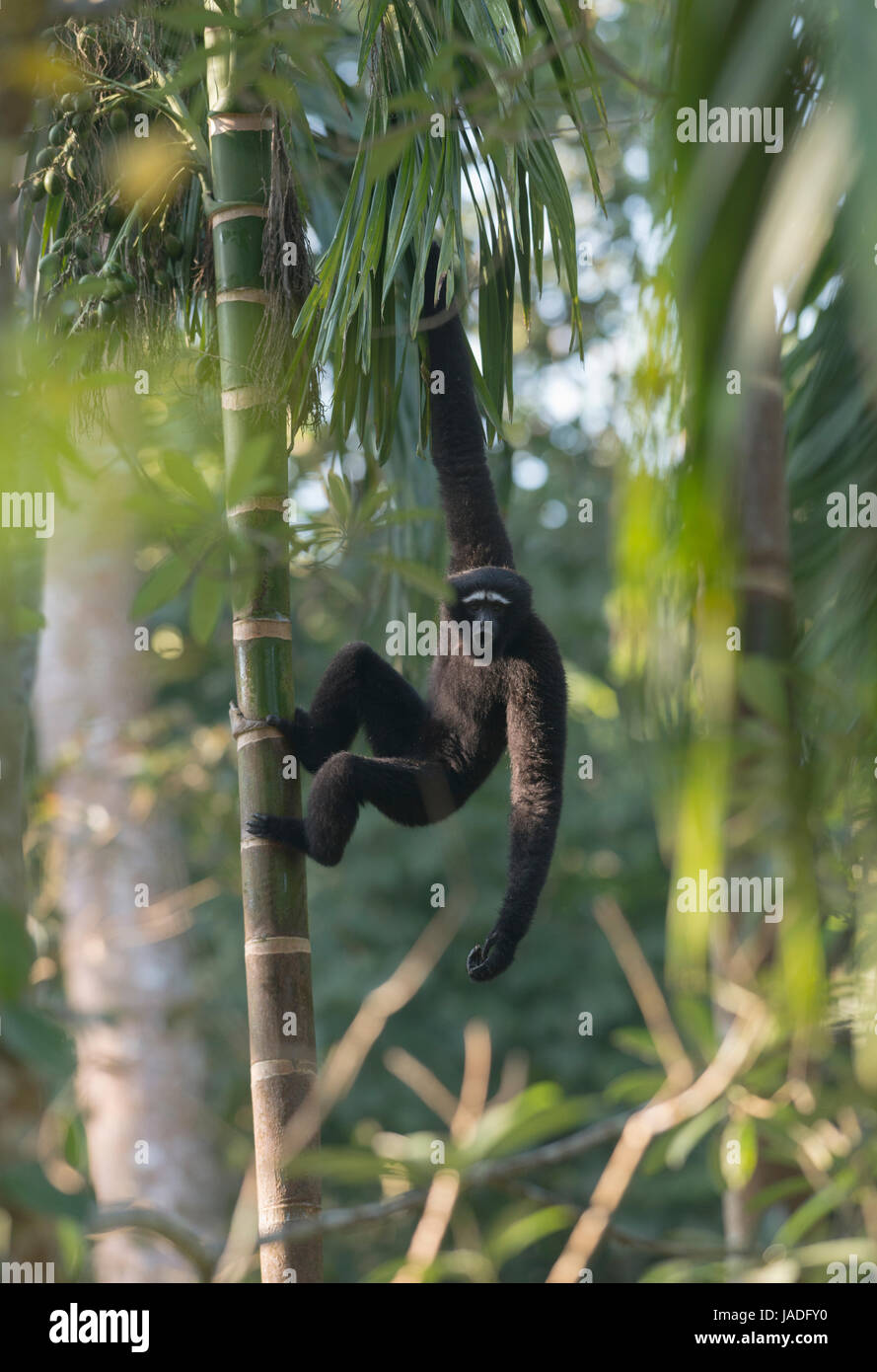 Hoolock gibbon hi-res stock photography and images - Alamy