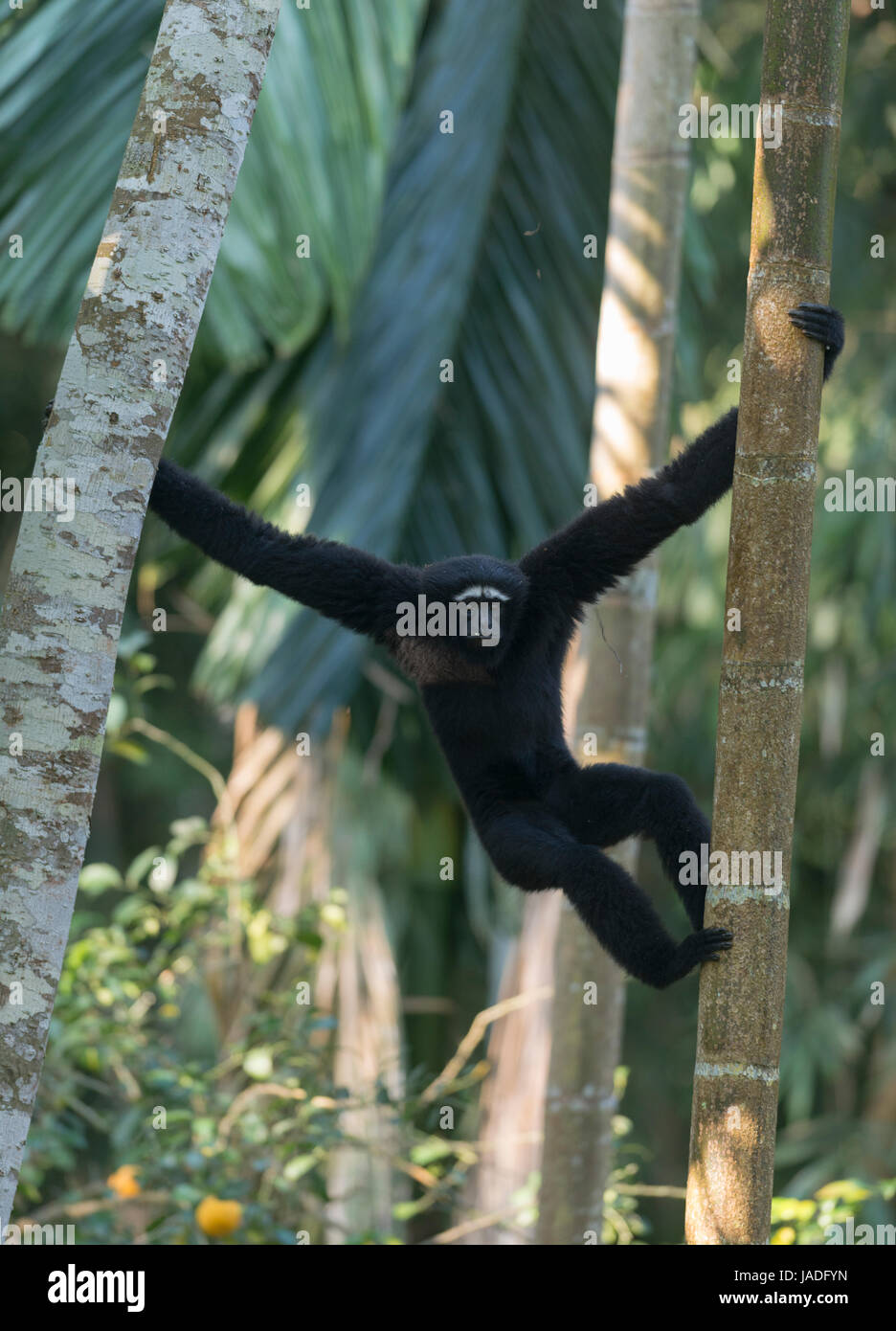 Hoolock Gibbon High Resolution Stock Photography and Images - Alamy