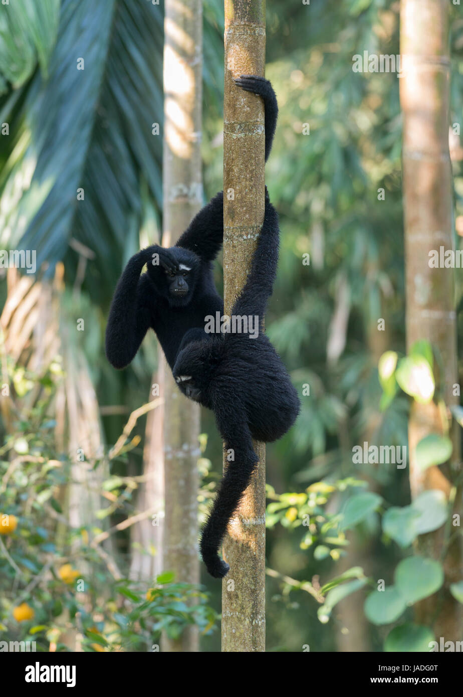 Hoolock Gibbon India High Resolution Stock Photography and Images - Alamy
