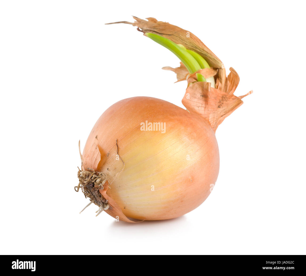 Fresh onion isolated on a white background Stock Photo - Alamy