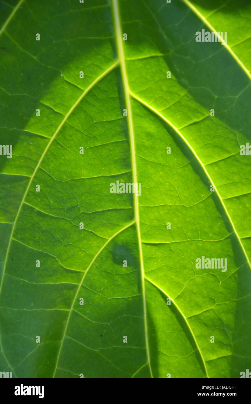 detailed of pattern leaf texture Stock Photo - Alamy