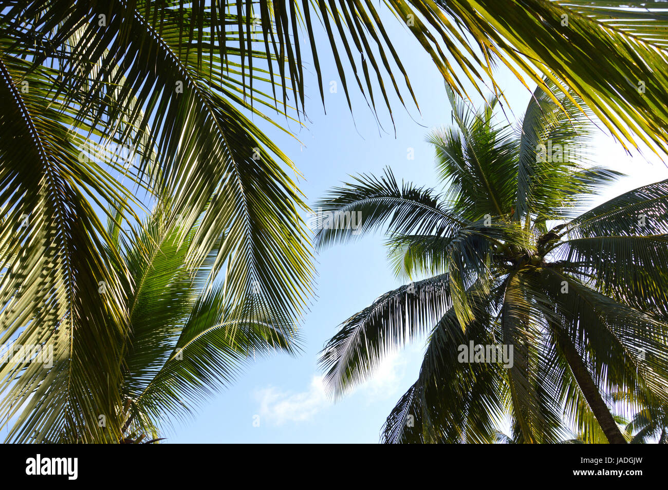 coconut tree agaist blue sky Stock Photo - Alamy