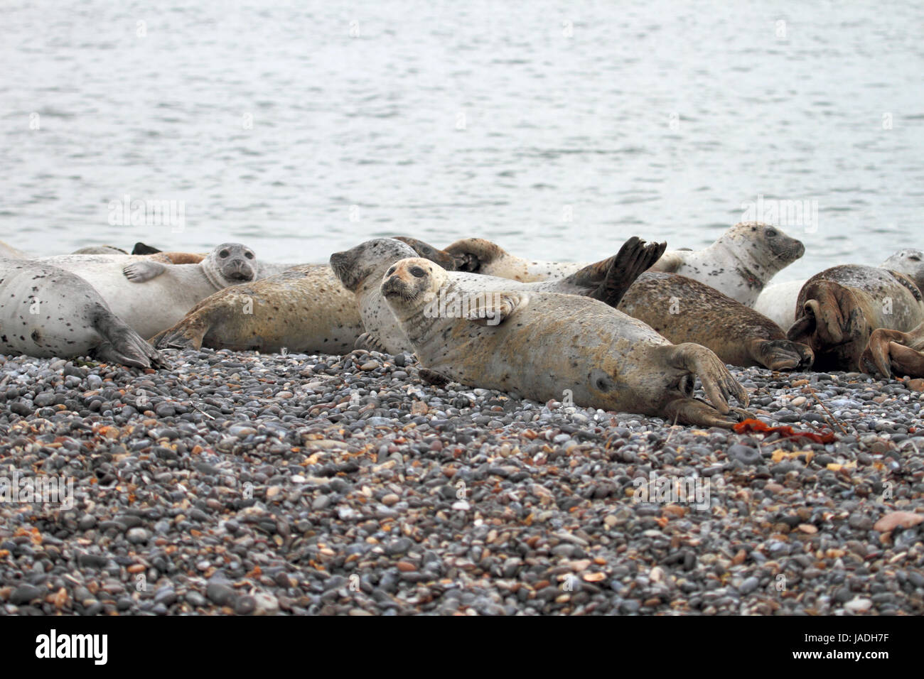 Seehunde am Kiesstrand Stock Photo - Alamy