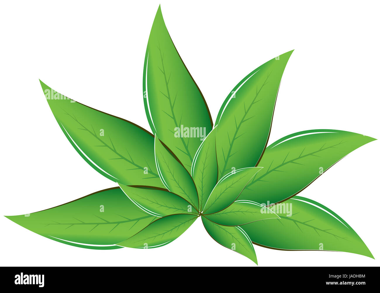 Tea leaves Vector illustration Stock Photo - Alamy