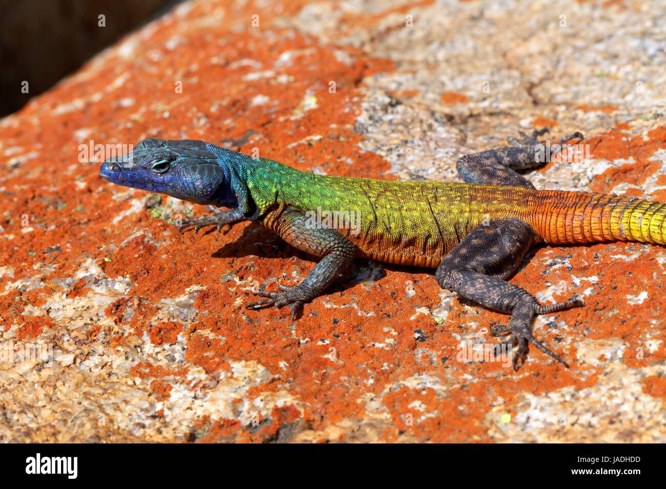 Common flat lizard platysaurus intermedius rhodesianus hi-res stock ...