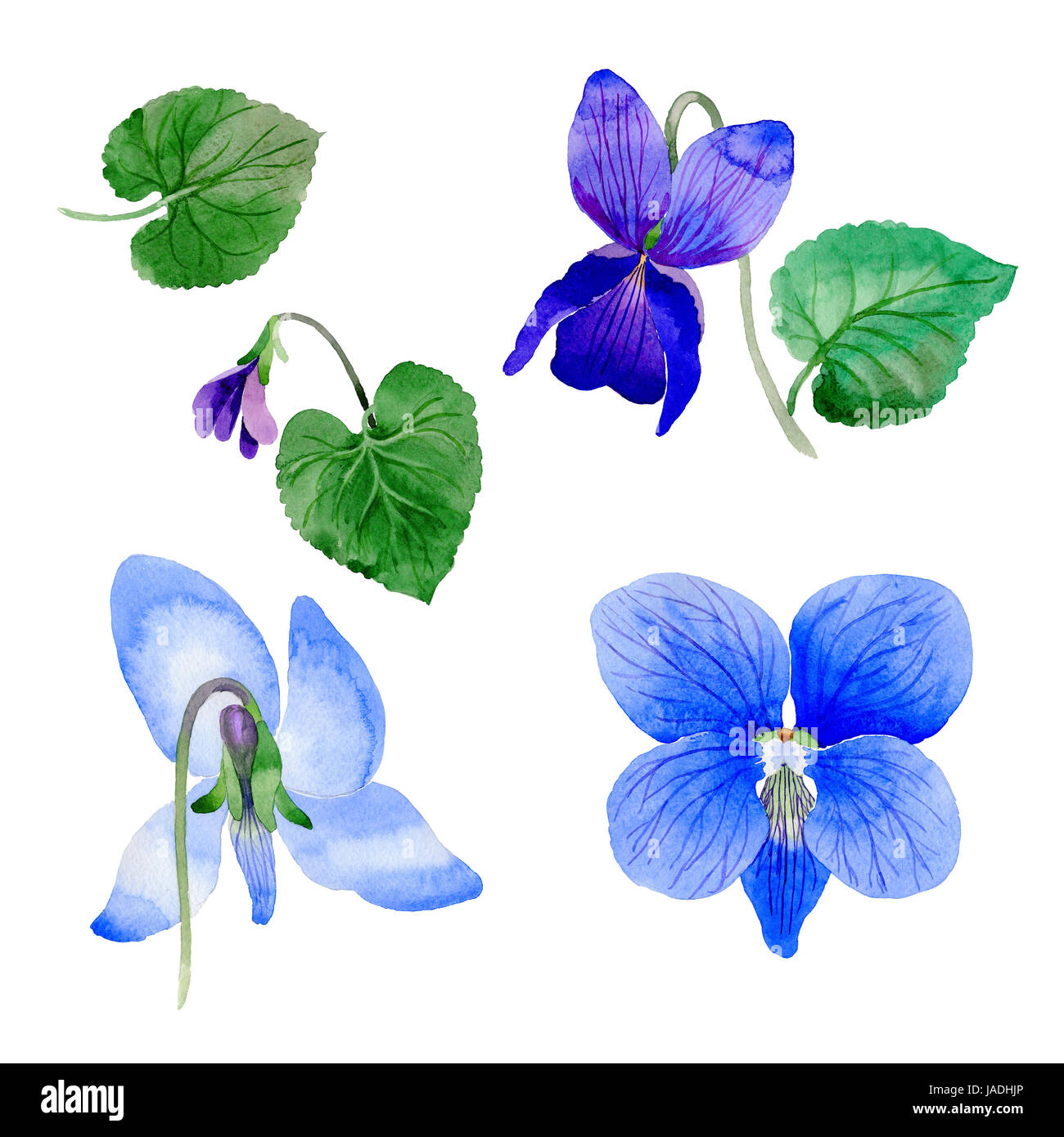 Wildflower Viola papilionacea flower in a watercolor style isolated ...
