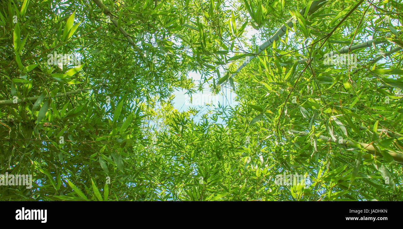 Bamboo plants forest aka Plantae Angiosperms Monocots Commelinids ...