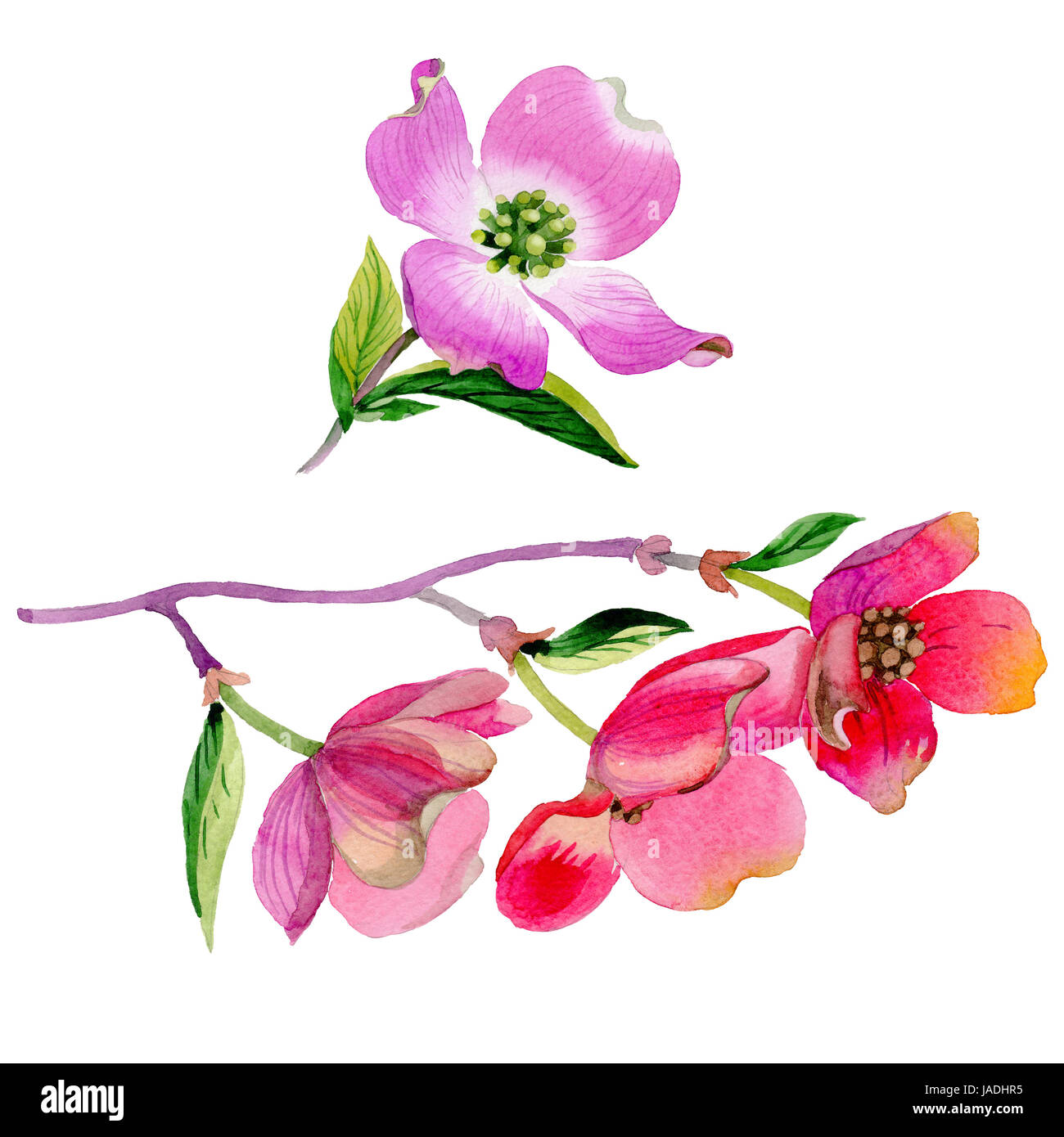 Wildflower Cornus Florida flower in a watercolor style isolated Stock ...
