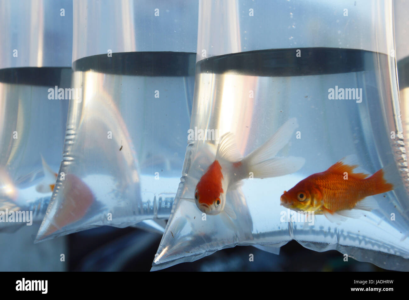 Cute fish in plastic hi-res stock photography and images - Alamy