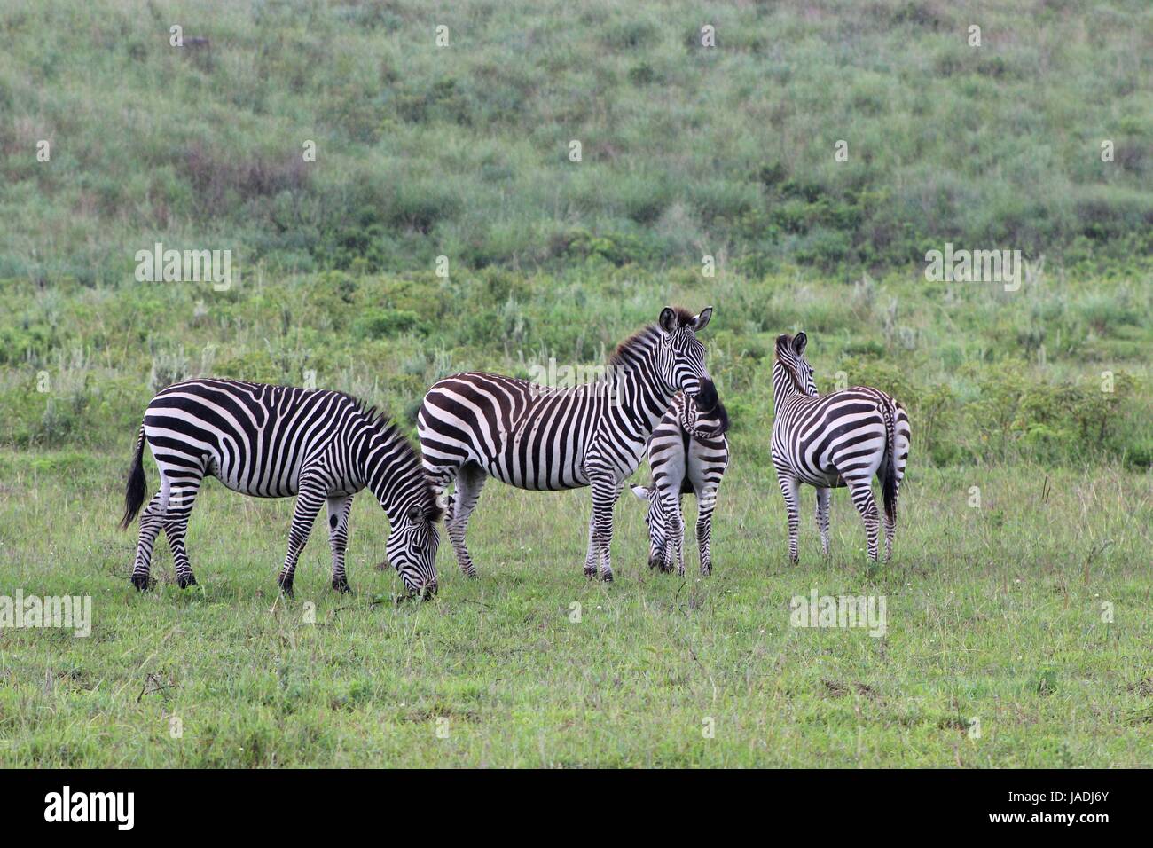 Zebra herd rain hi-res stock photography and images - Alamy