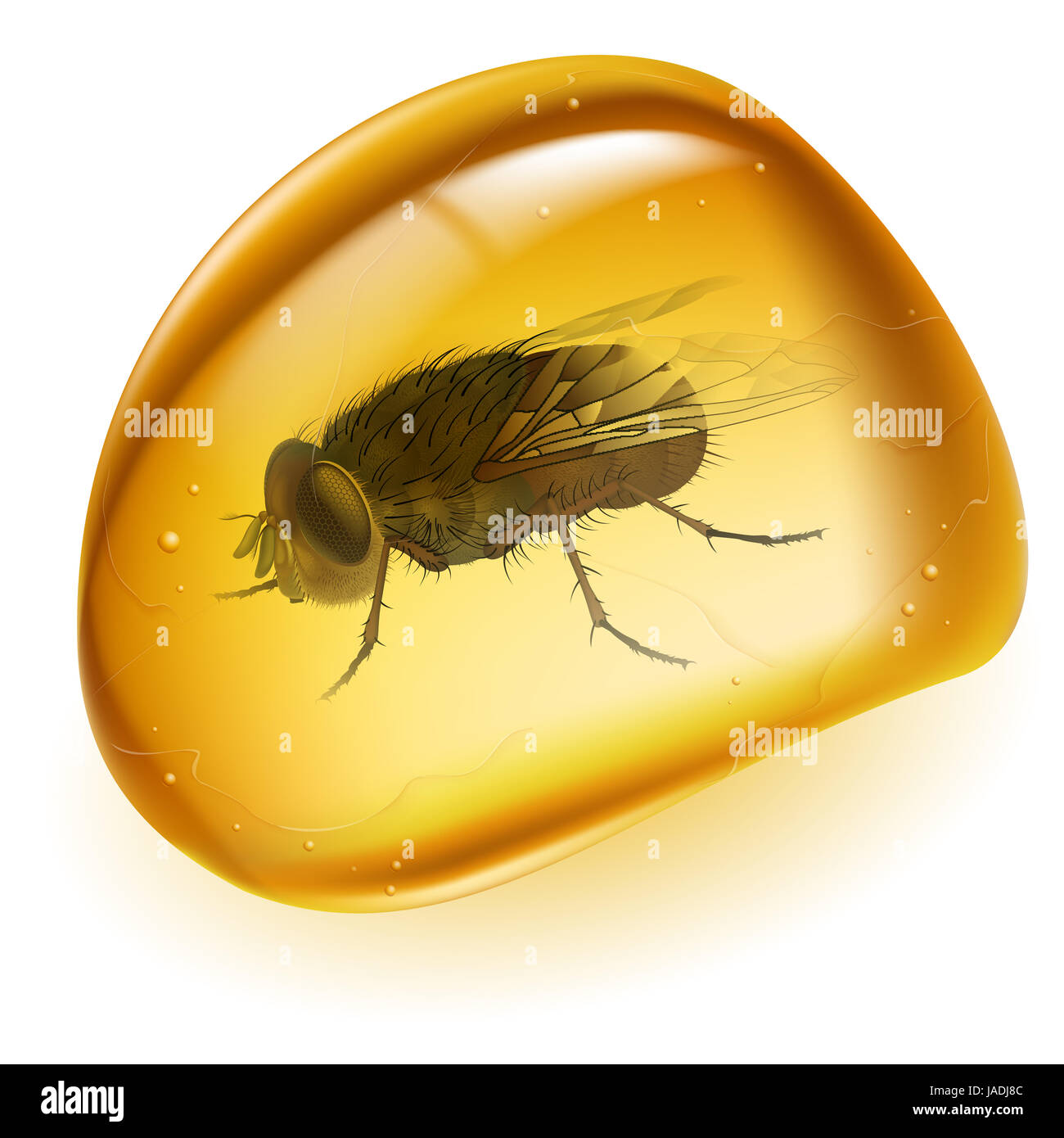 Realistic amber and fly. Illustration on white Stock Photo - Alamy