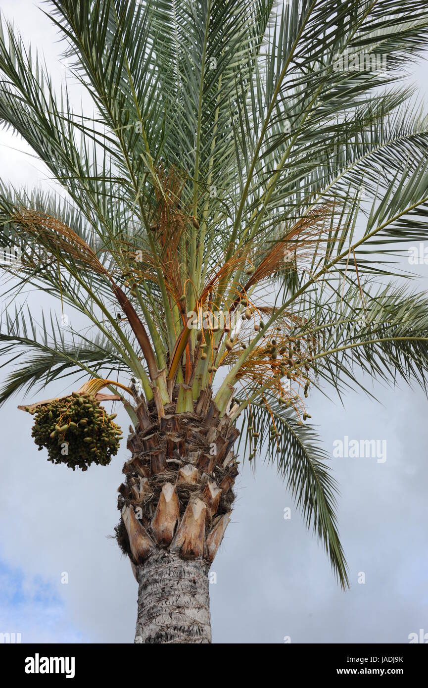 spain - date palm Stock Photo - Alamy