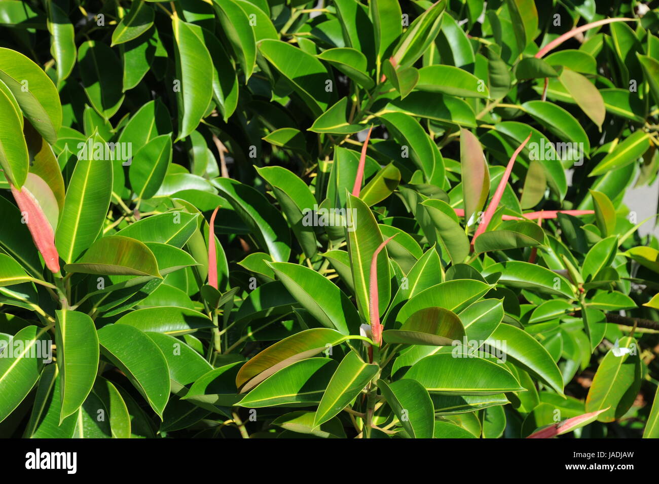 rubber tree - spain Stock Photo - Alamy