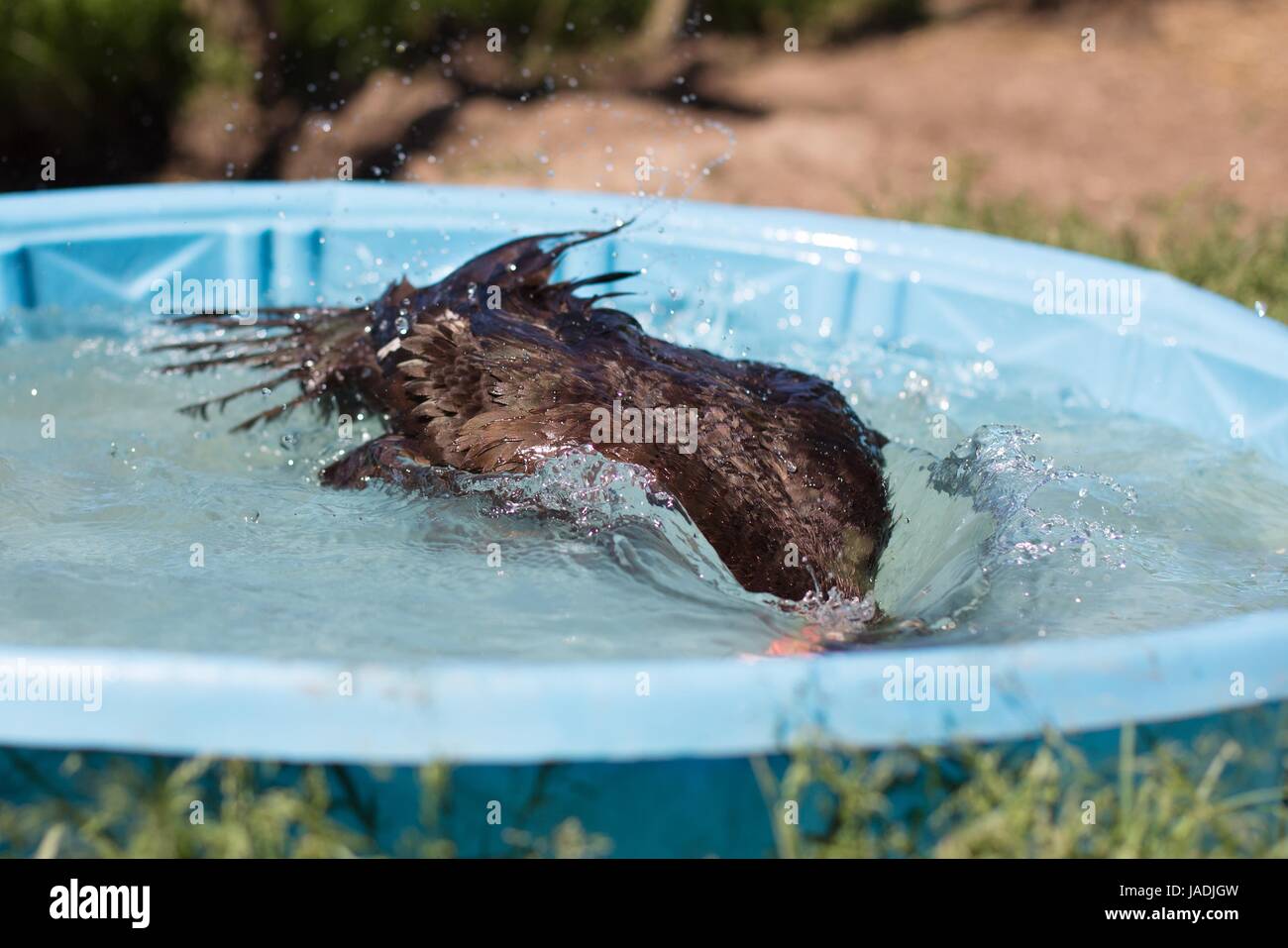 A duck diving in a small blue pool of water Stock Photo - Alamy