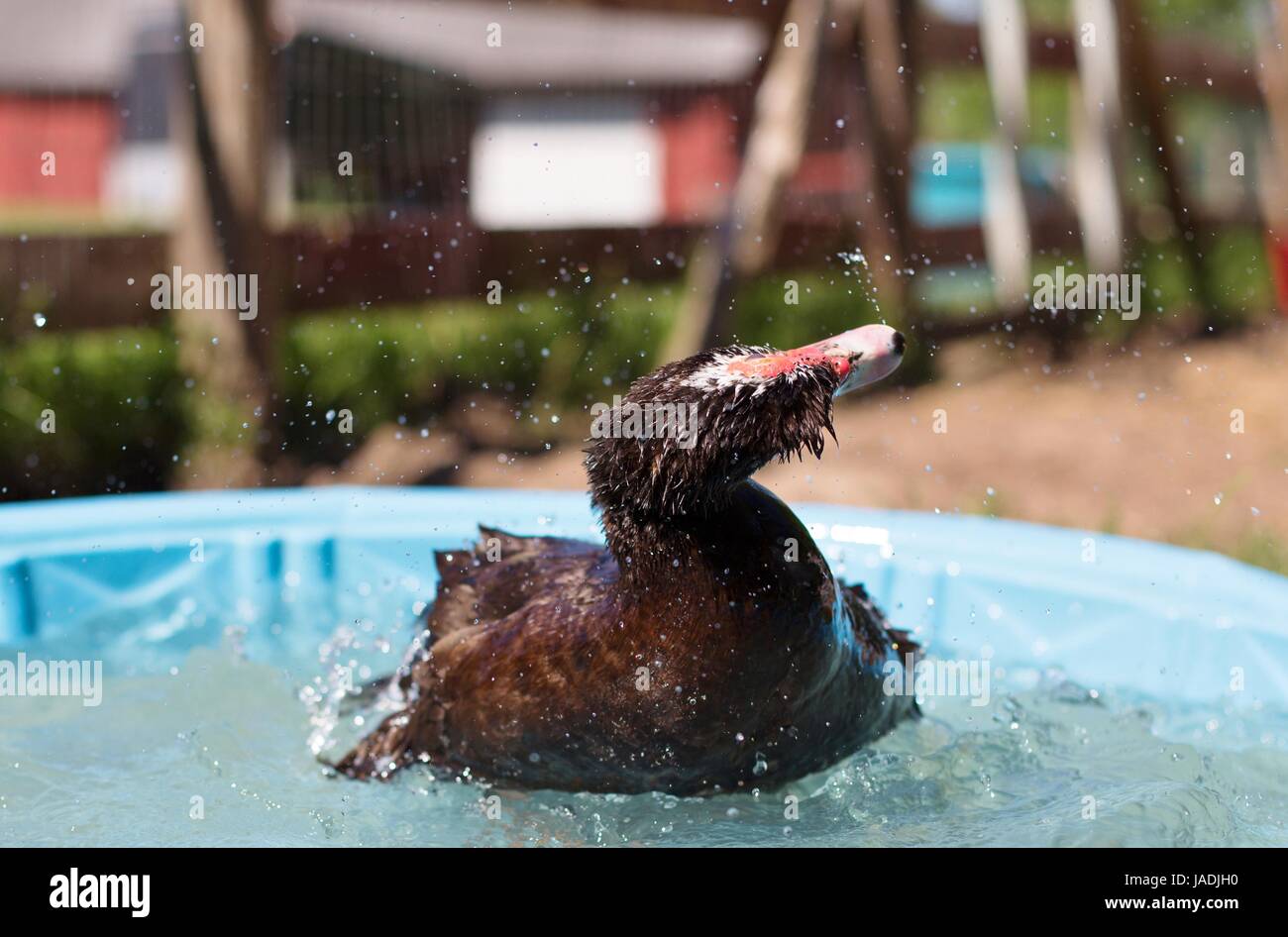 A duck shaking off water in a small blue pool Stock Photo - Alamy