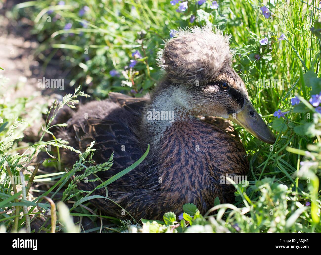 Fuzzy Head High Resolution Stock Photography and Images - Alamy