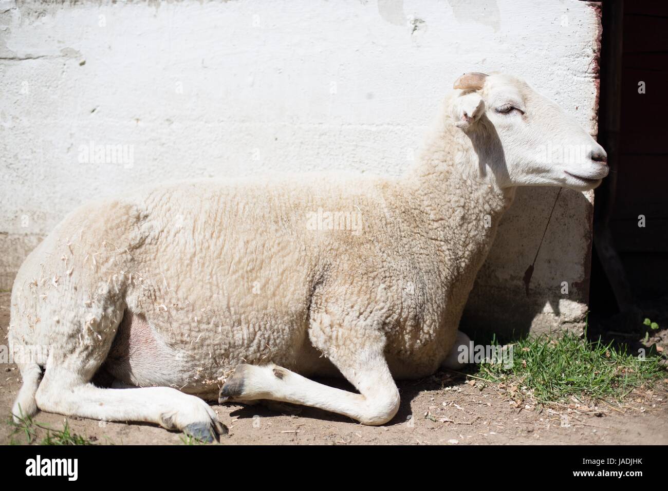 Sheep lying down hi-res stock photography and images - Alamy