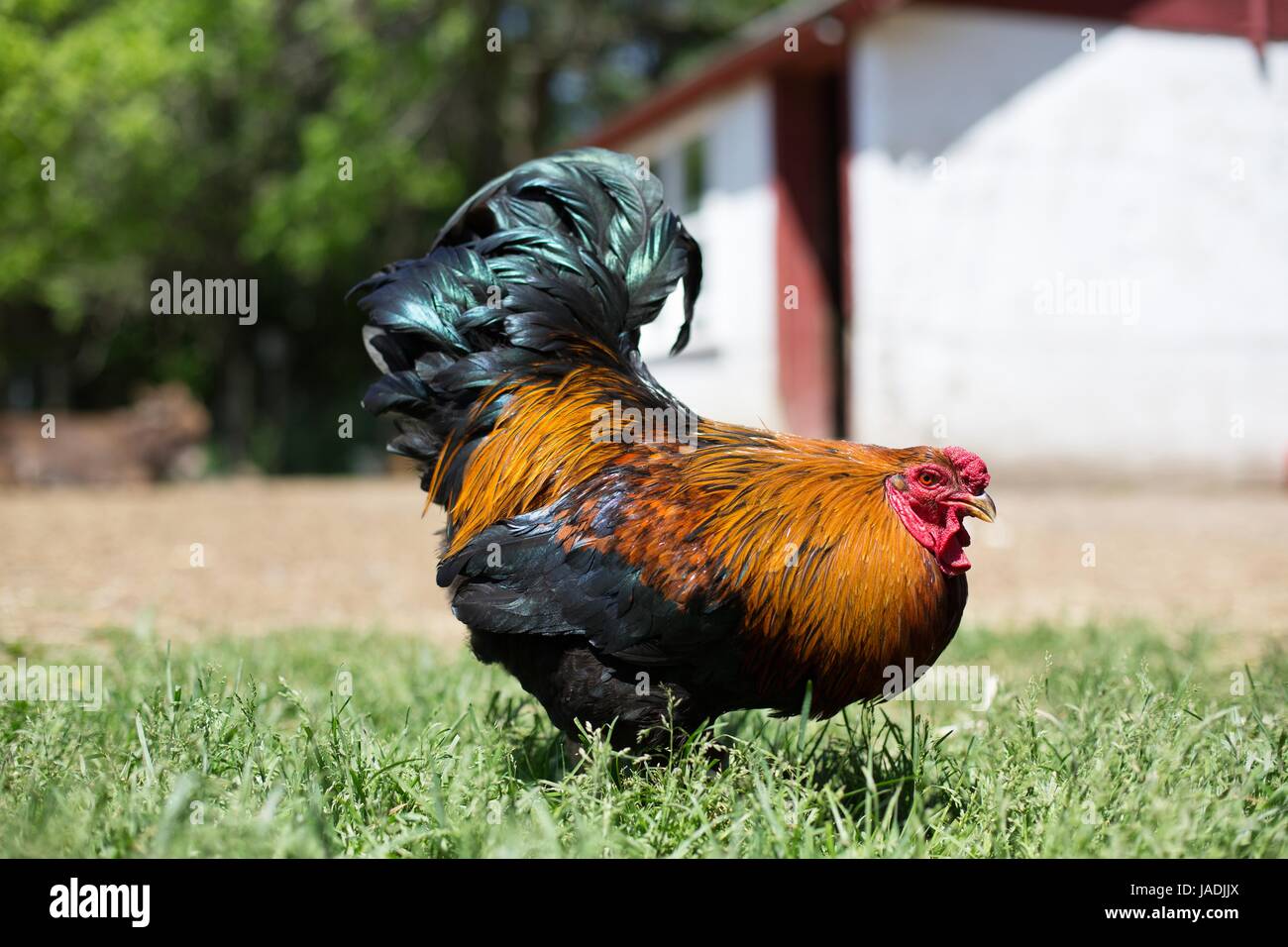 Multi colored rooster hi-res stock photography and images - Alamy