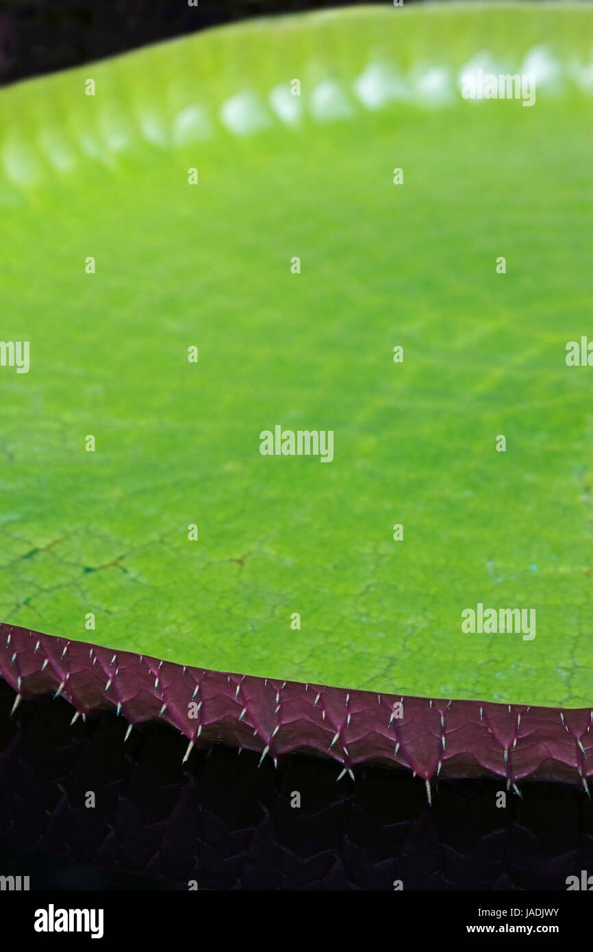 Victoria Amazonica Water Lily High Resolution Stock Photography and ...