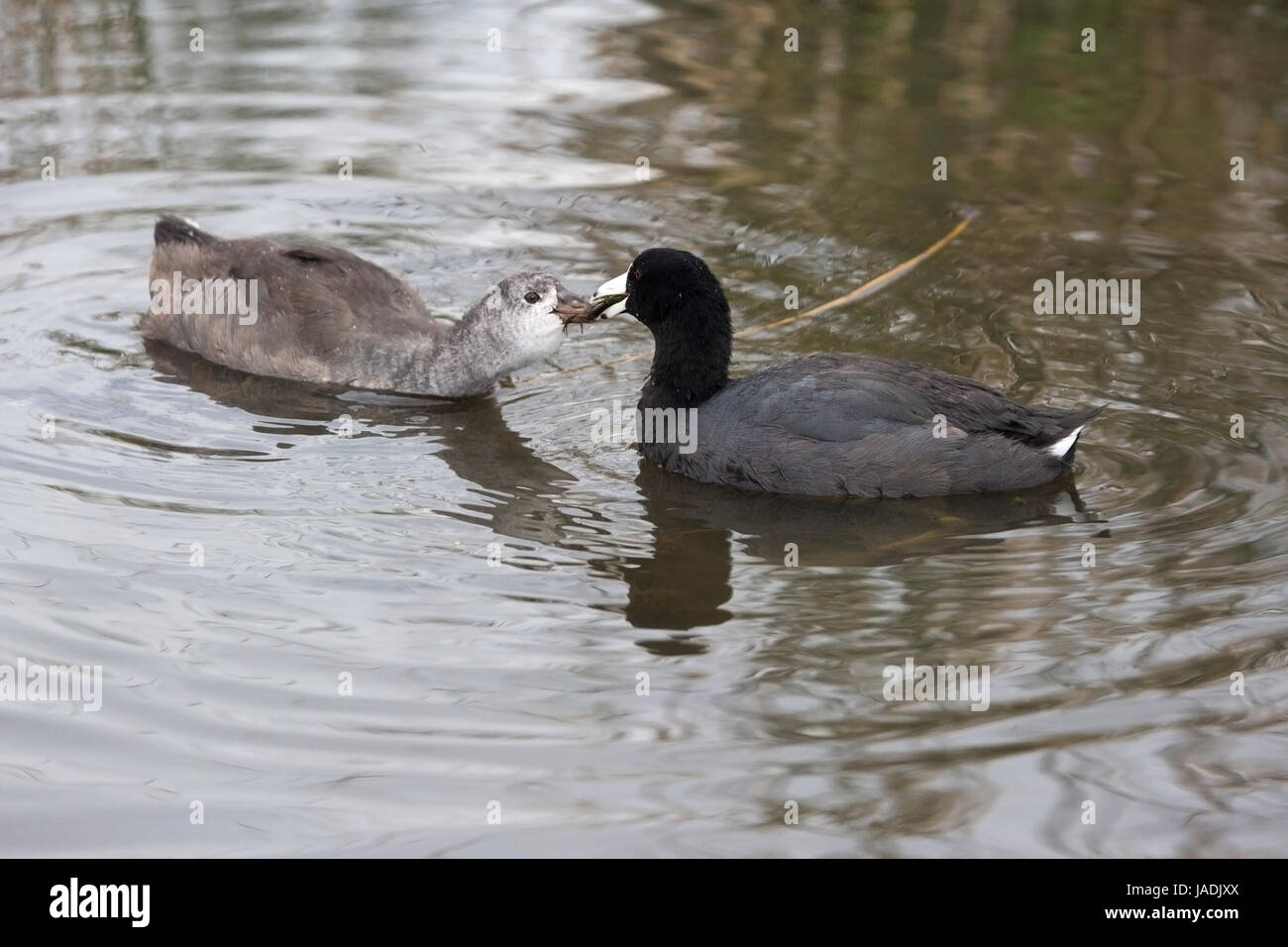 Baby coots hi-res stock photography and images - Alamy