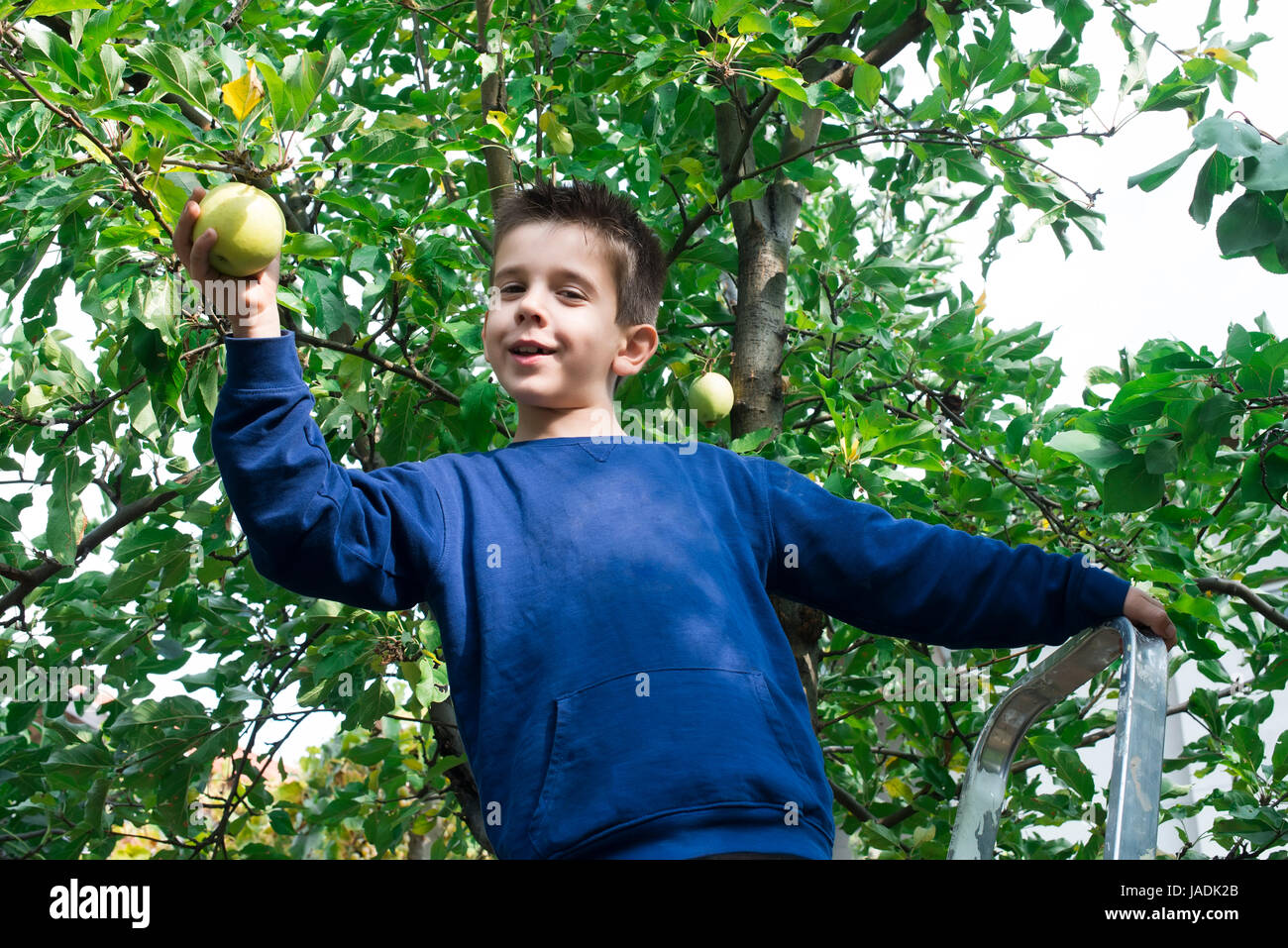Pick apple off tree hi-res stock photography and images - Alamy