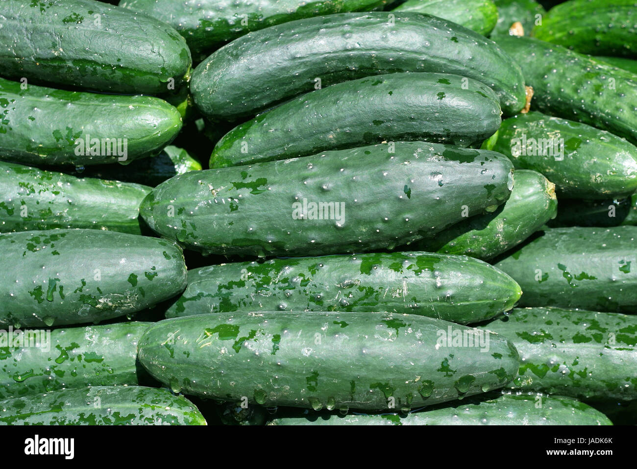 Big bunch of green cucumbers for sale Stock Photo - Alamy