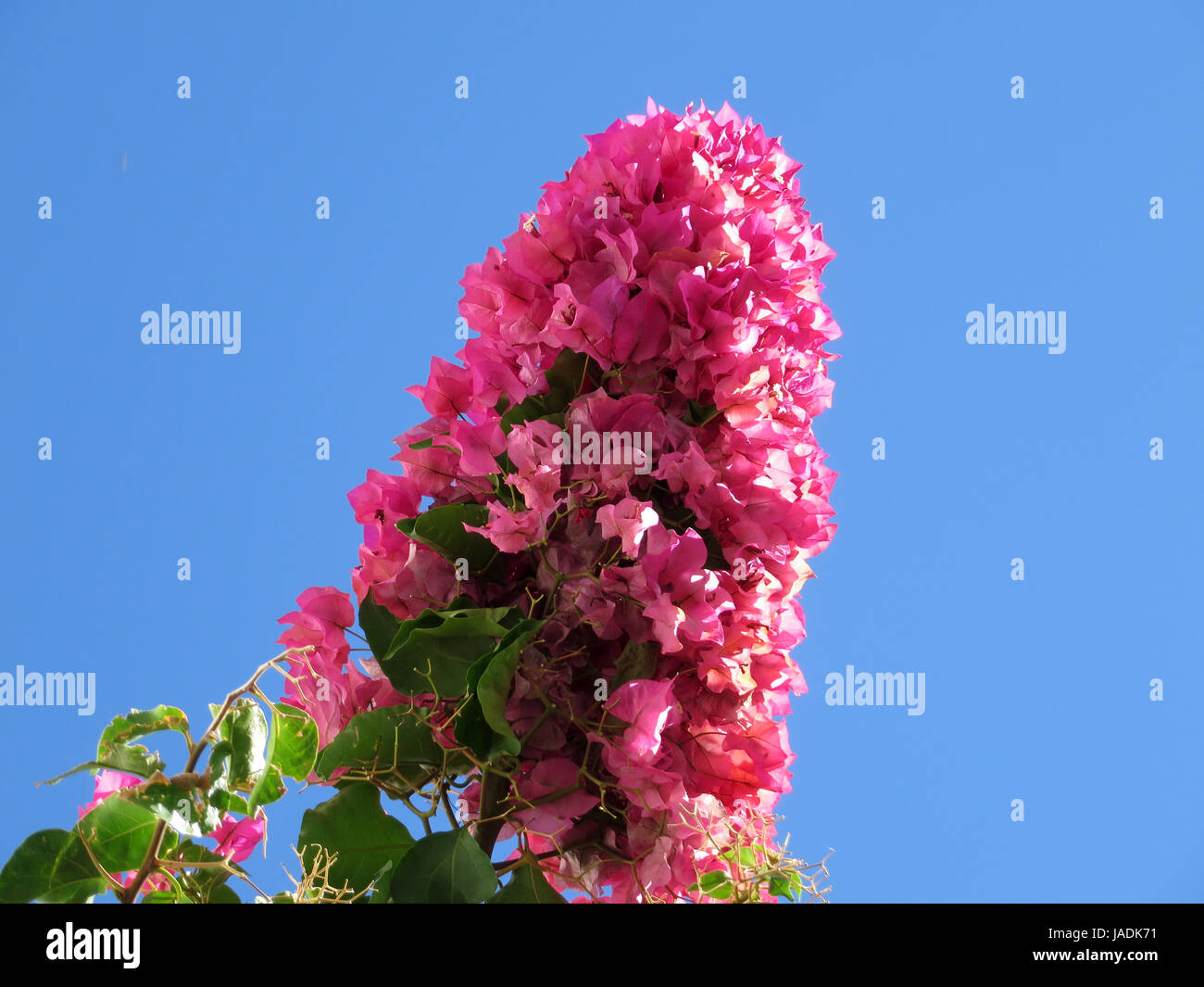 Bougainvillea spectabilis nice flower hi-res stock photography and ...