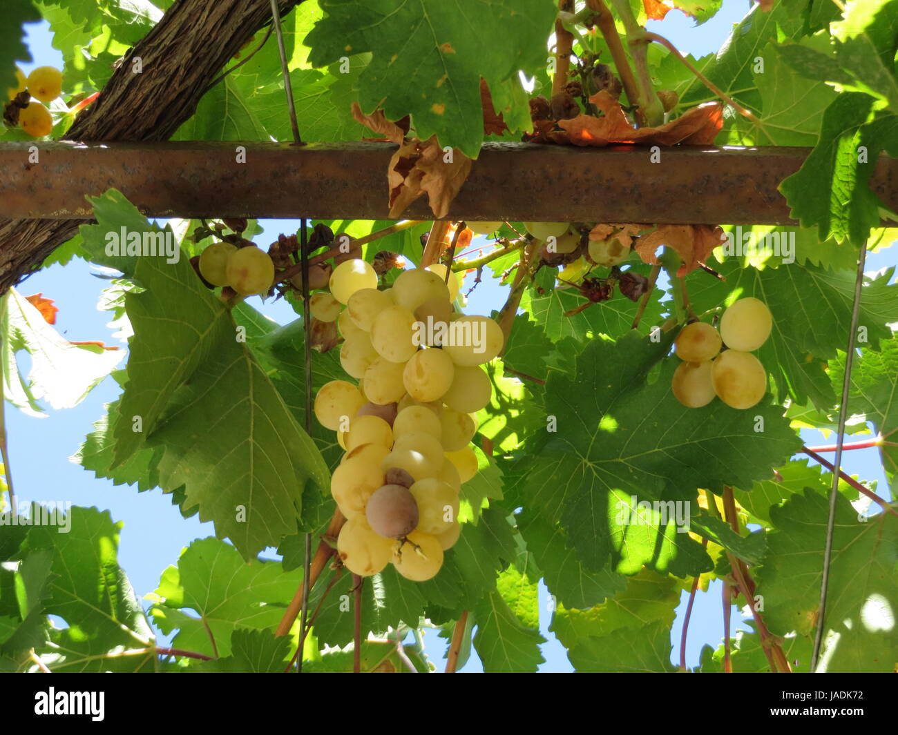 vine - vitis vinifera Stock Photo - Alamy