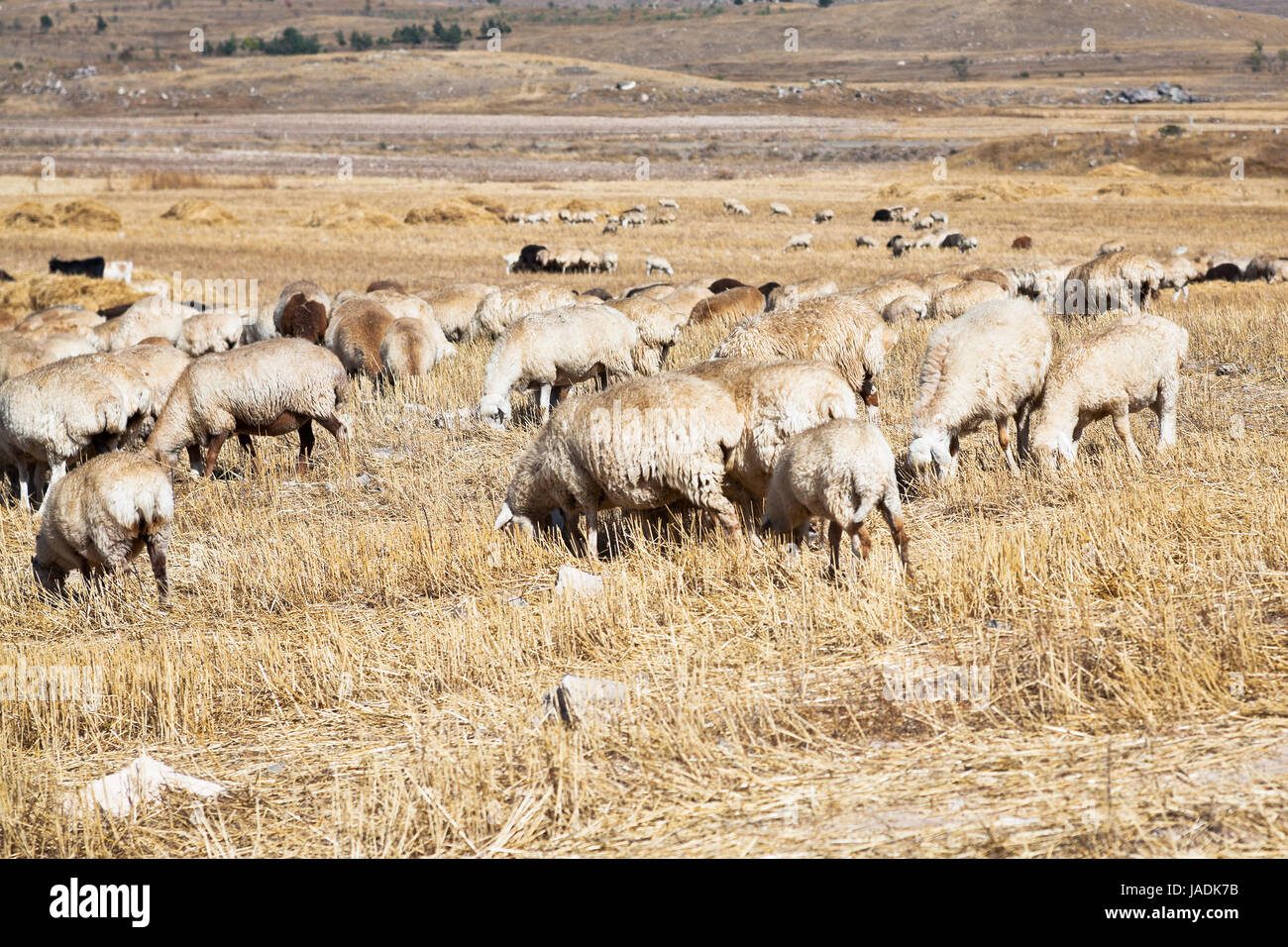 Fat rumped sheep hi-res stock photography and images - Alamy