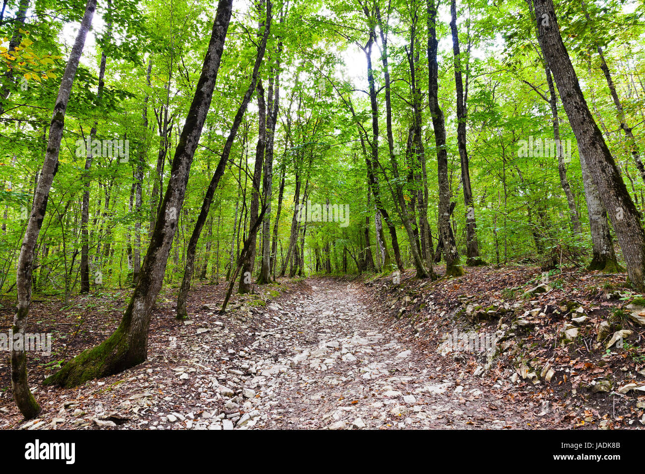 stone dried brook bed in caucasian mountains Stock Photo - Alamy