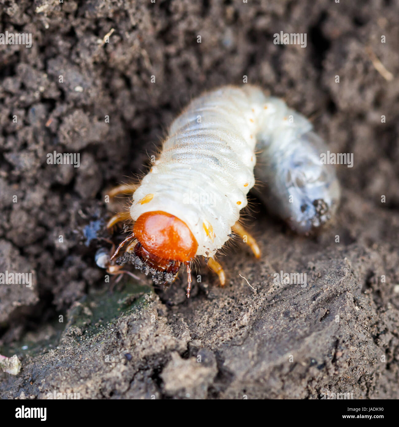 Larva on soil ground hi-res stock photography and images - Alamy