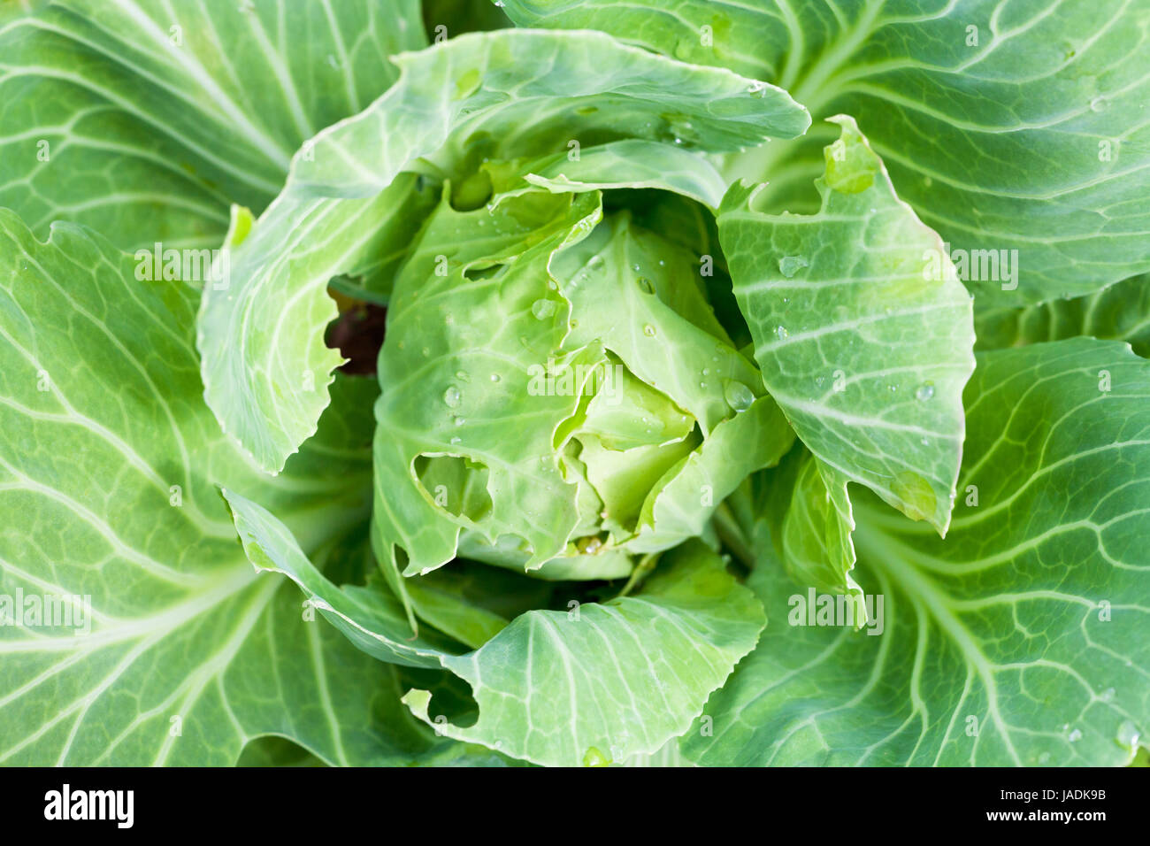 top view of head of cabbage at garden bed Stock Photo - Alamy