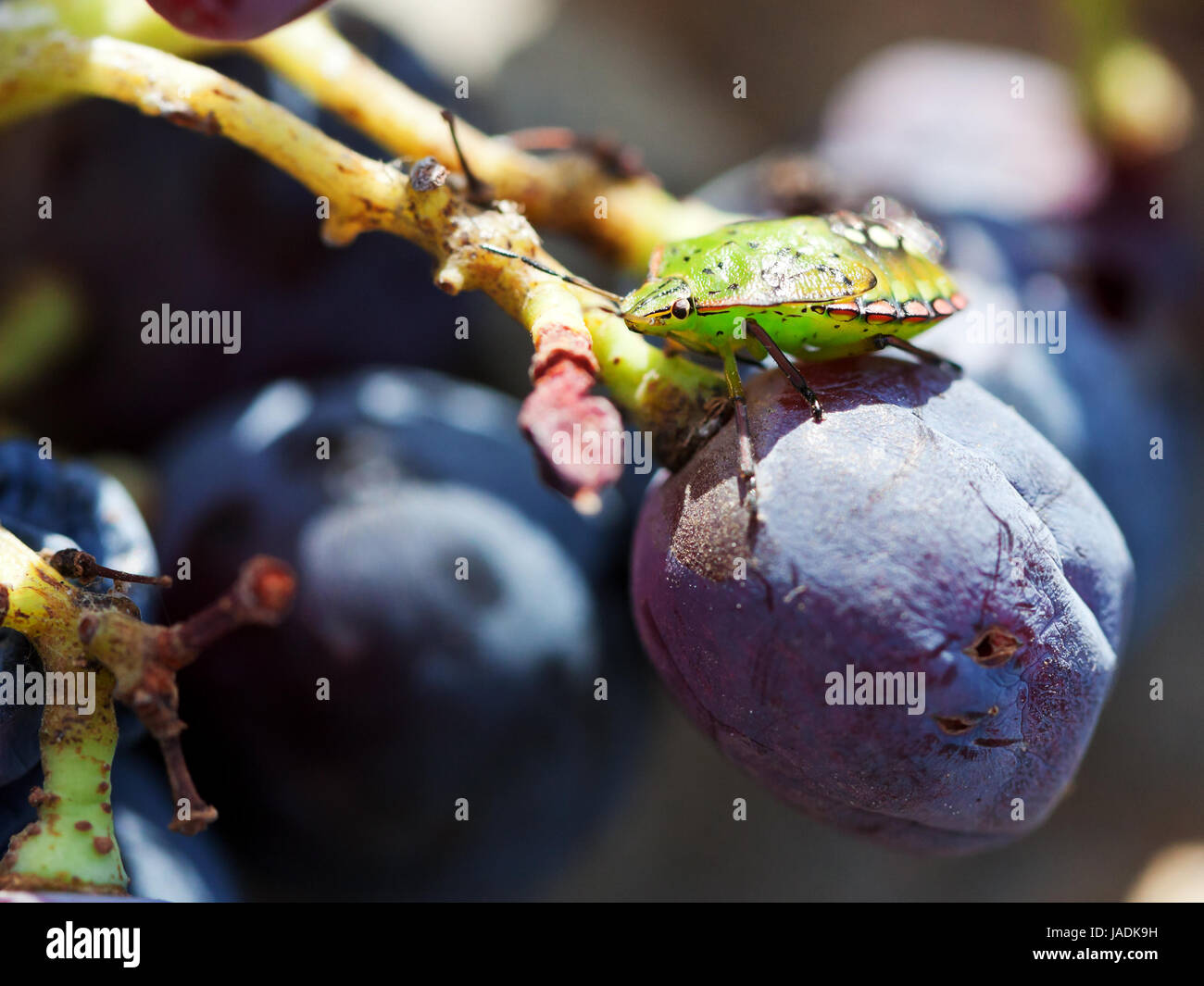 fourth-instar larva of nezara viridula ( southern green stink bug) on ...