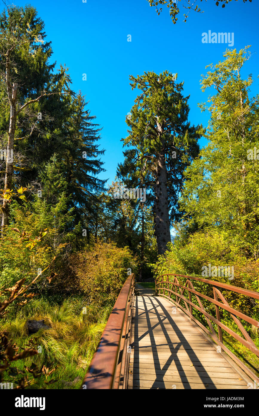 The world’s largest Sitka spruce, by Lake Quinault, Washington, Olympic ...