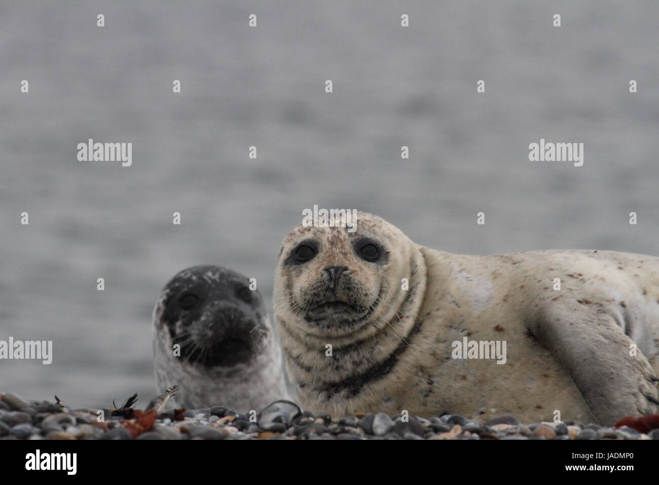 Seehunde am Kiesstrand Stock Photo - Alamy