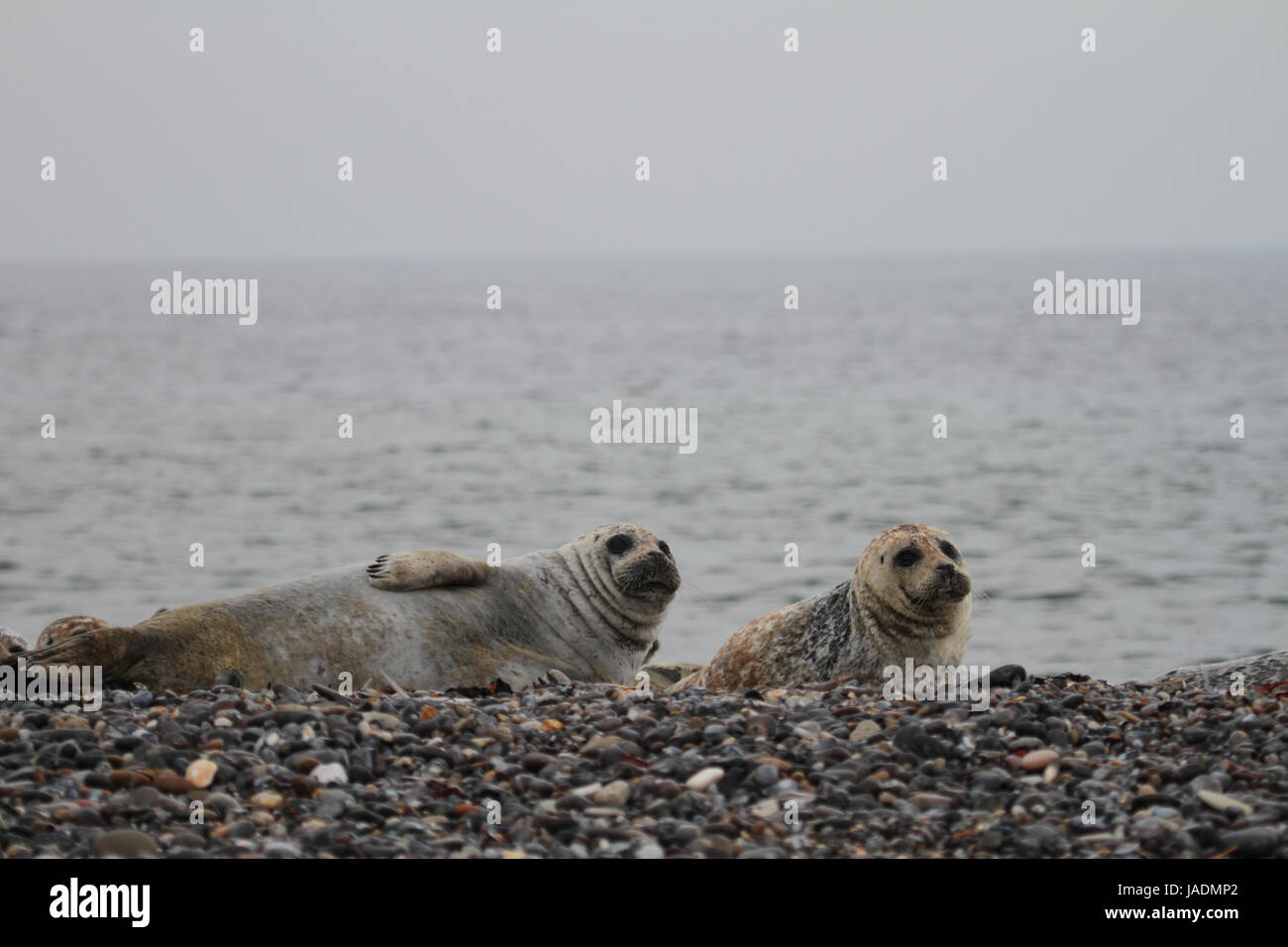 Seehunde am Kiesstrand Stock Photo - Alamy