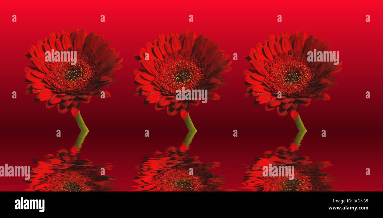 3 three flowers hi-res stock photography and images - Alamy