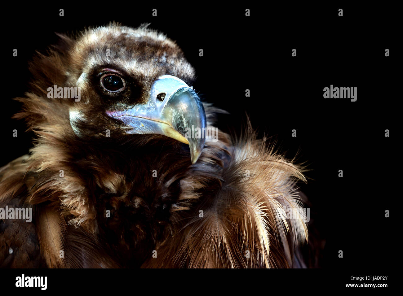 Skeptical eye look hi-res stock photography and images - Alamy