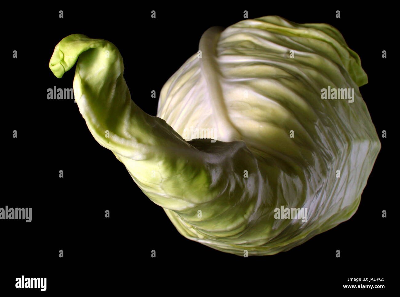 Spitzkraut hi-res stock photography and images - Alamy