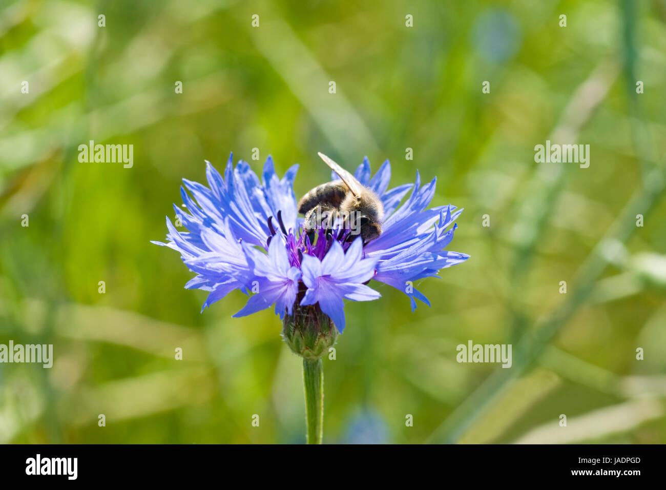 Honey bee and cornflower close-up Stock Photo - Alamy