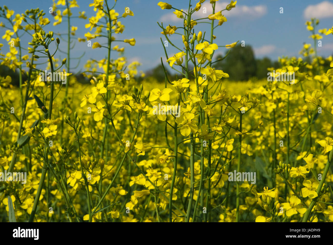 Blooming canola field Stock Photo - Alamy