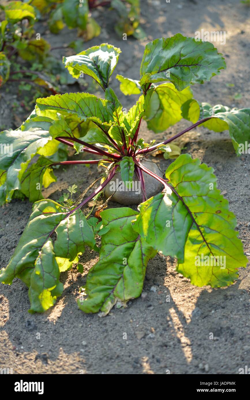 Beta vulgaris garten hi-res stock photography and images - Alamy