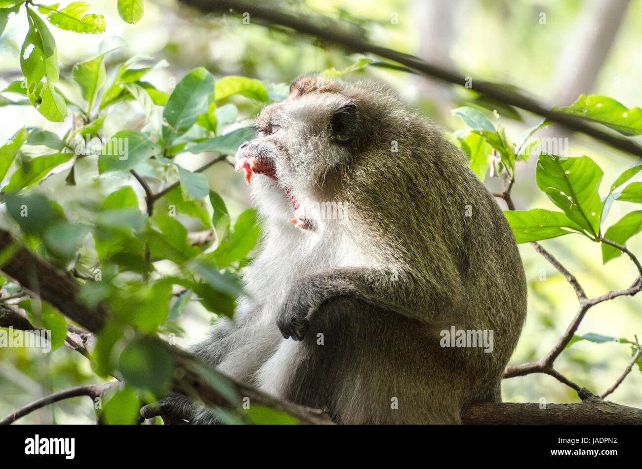 Crab-eating macaque (Macaca fascicularis) or long-tailed macaque ...