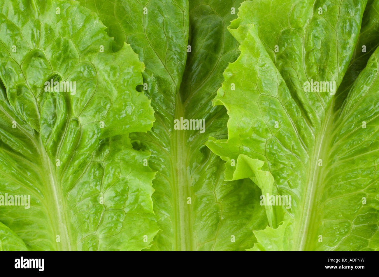 Background from green fresh lettuce Stock Photo - Alamy