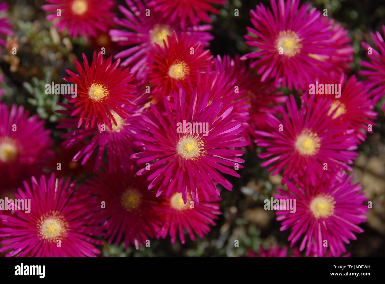 spain - pink flower Stock Photo - Alamy
