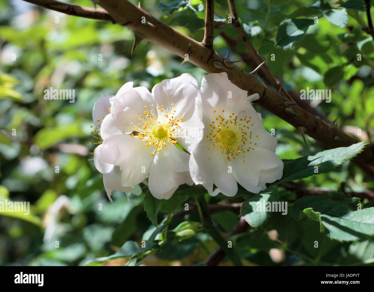 Briar bush with white flowers Stock Photo - Alamy