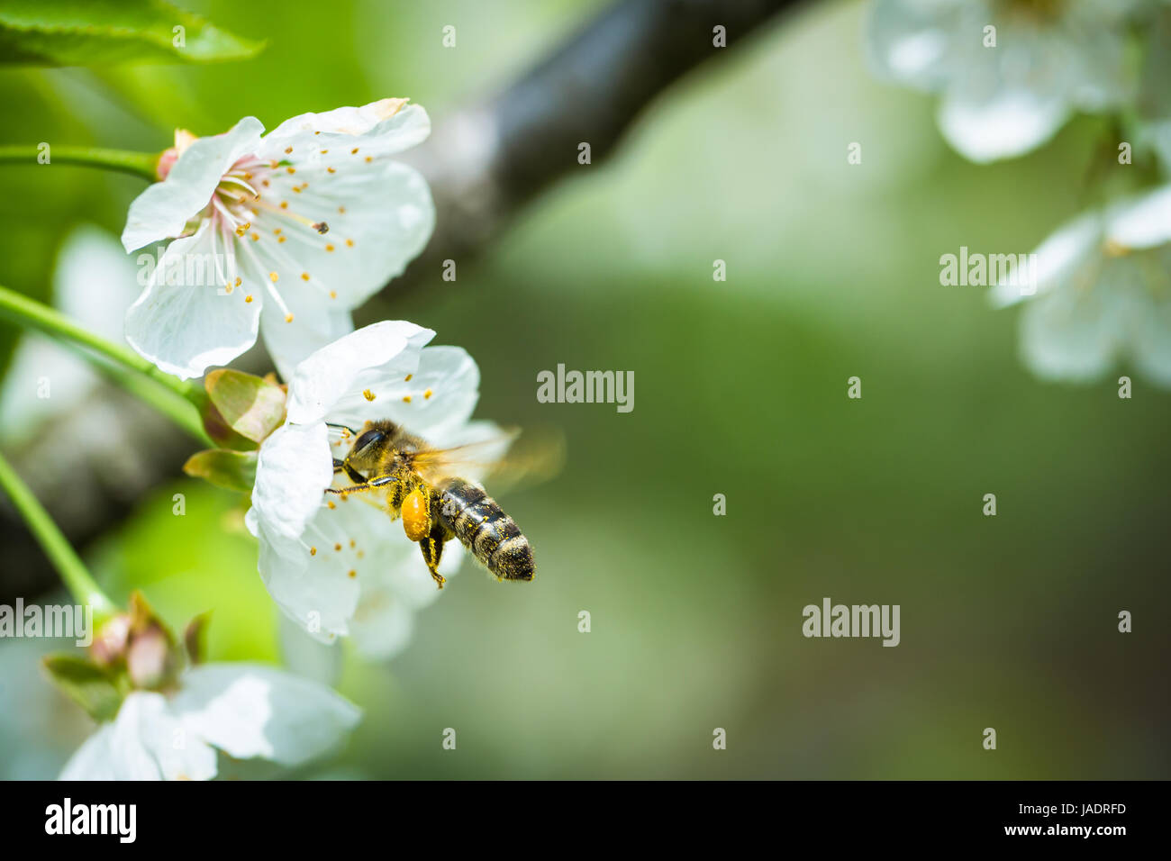 Honey bee in flight approaching blossoming cherry tree Stock Photo - Alamy