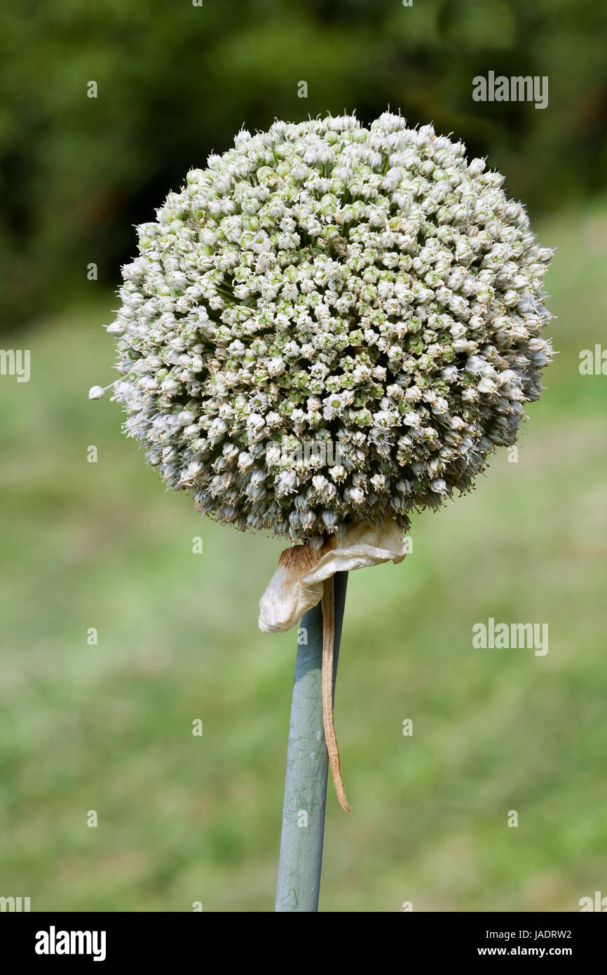 Ball of Garlic Seed Flower Stock Photo - Alamy