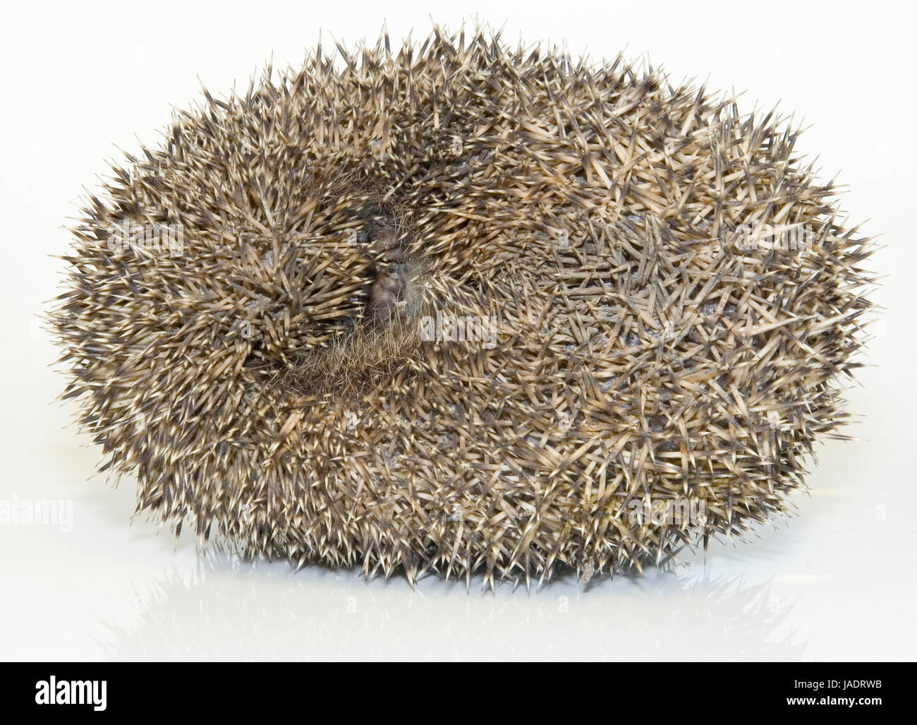 Curled Defensive Possition of Hedgehog Stock Photo - Alamy